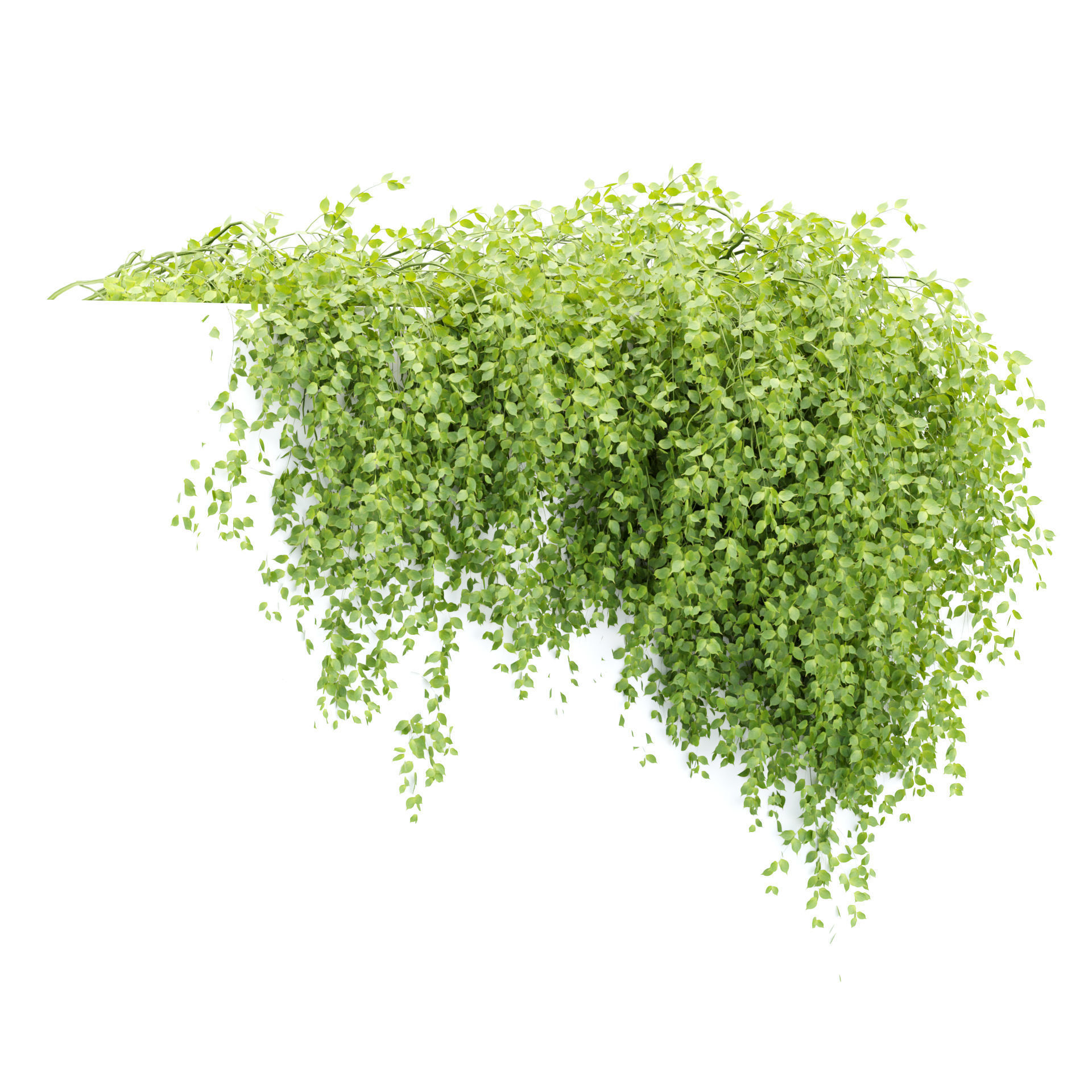 Hanging Wall Creeper Plants collection vol 225 3D model | CGTrader