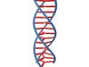 Triple Helix DNA v1 001 3D model | CGTrader