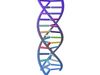 Triple Helix DNA v1 006 3D model | CGTrader