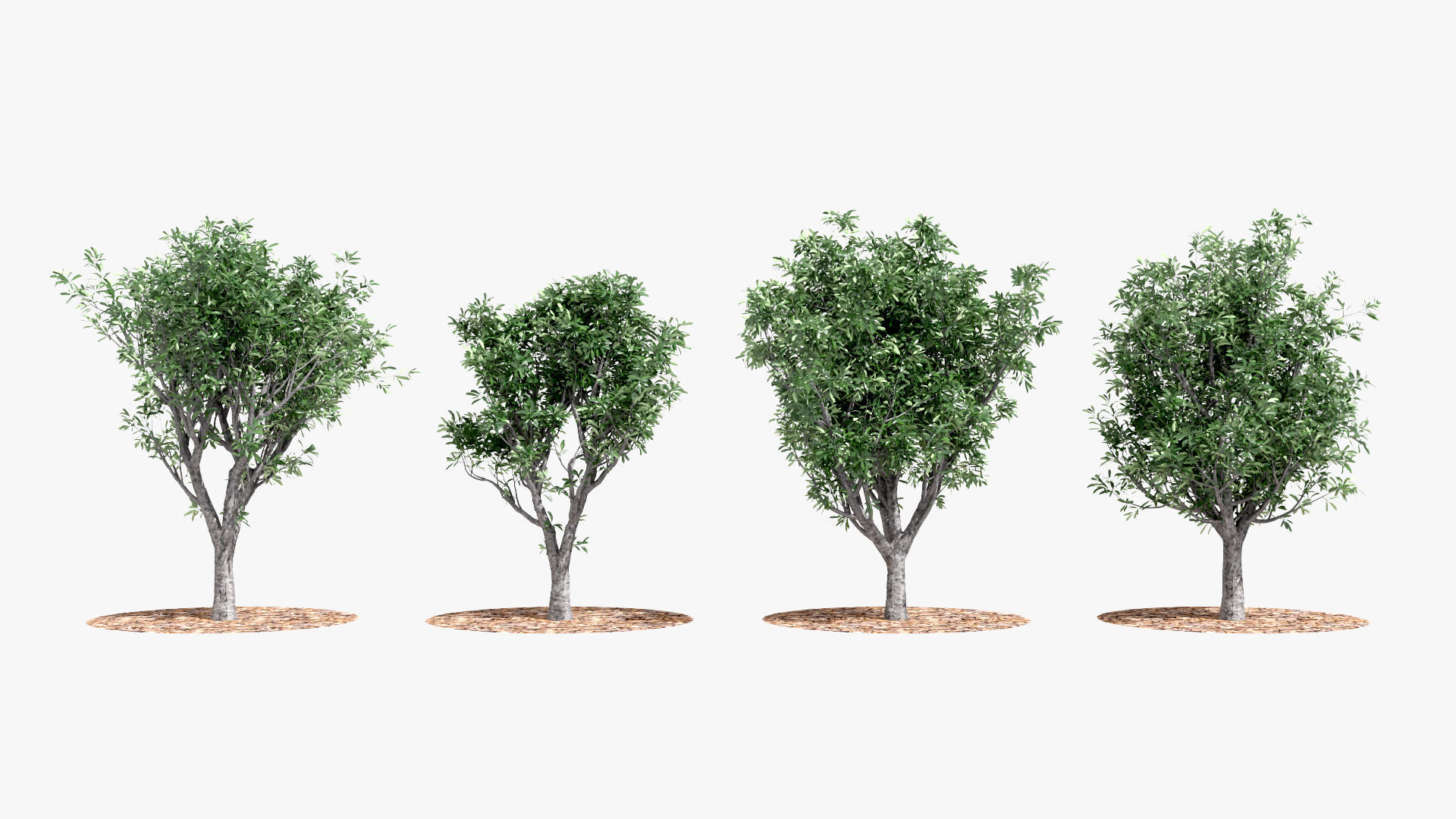 4 Cerbera odollam Wine Tree animation 3D model animated | CGTrader