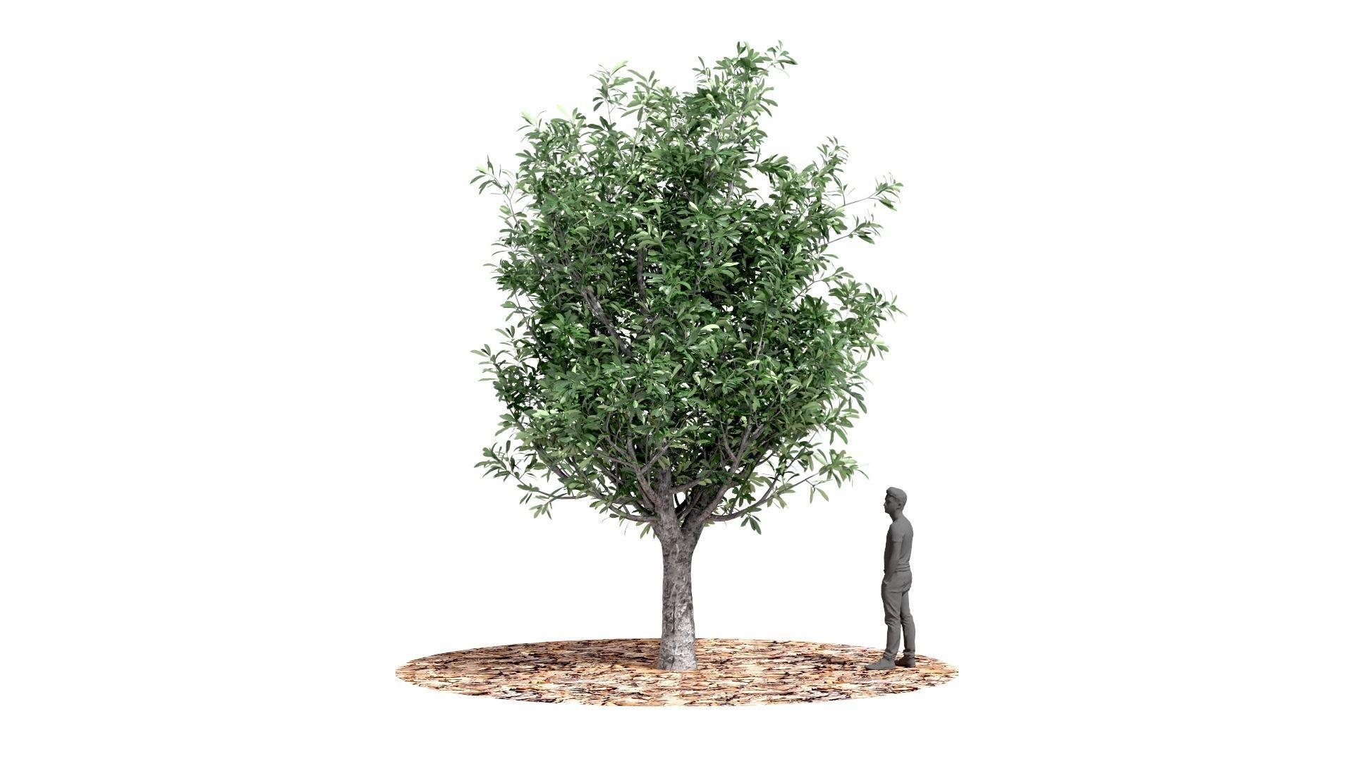 4 Cerbera odollam Wine Tree animation 3D model animated | CGTrader