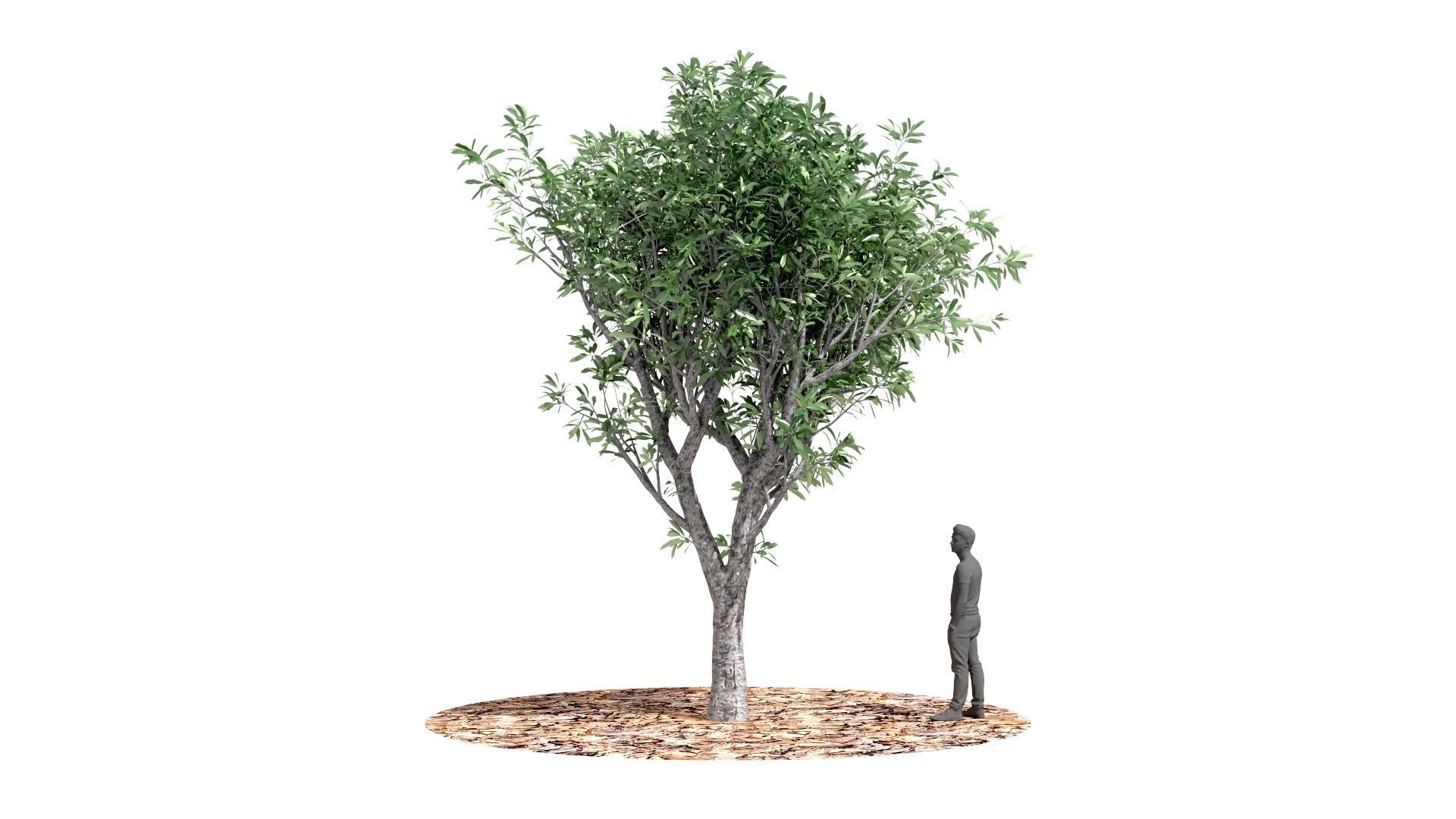 4 Cerbera odollam Wine Tree animation 3D model animated | CGTrader