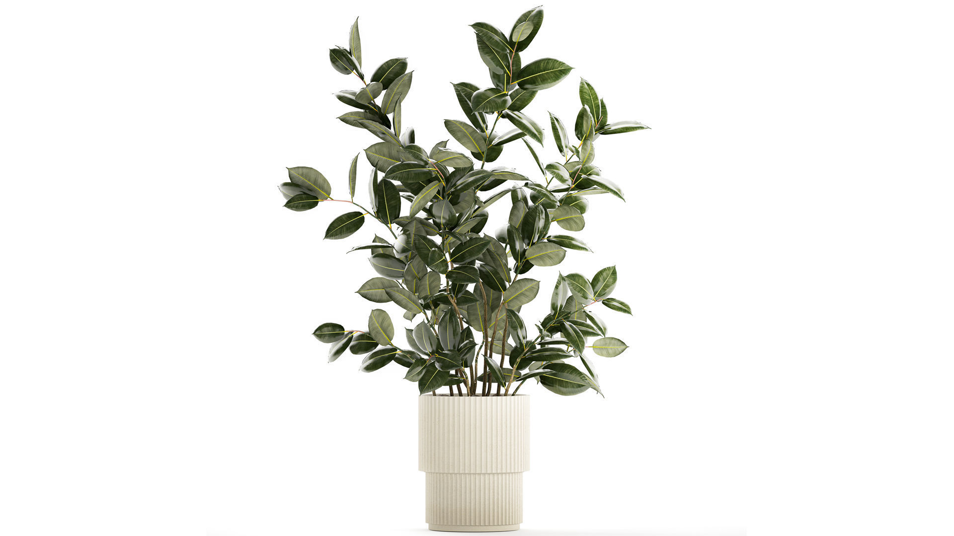 Beautiful Ficus elastica plants in flower pots 1350 3D model | CGTrader