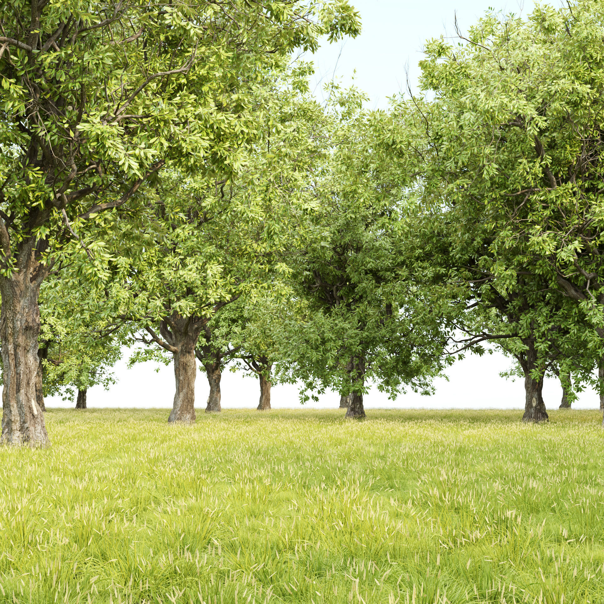 Summer Trees collection vol 226 3D model | CGTrader