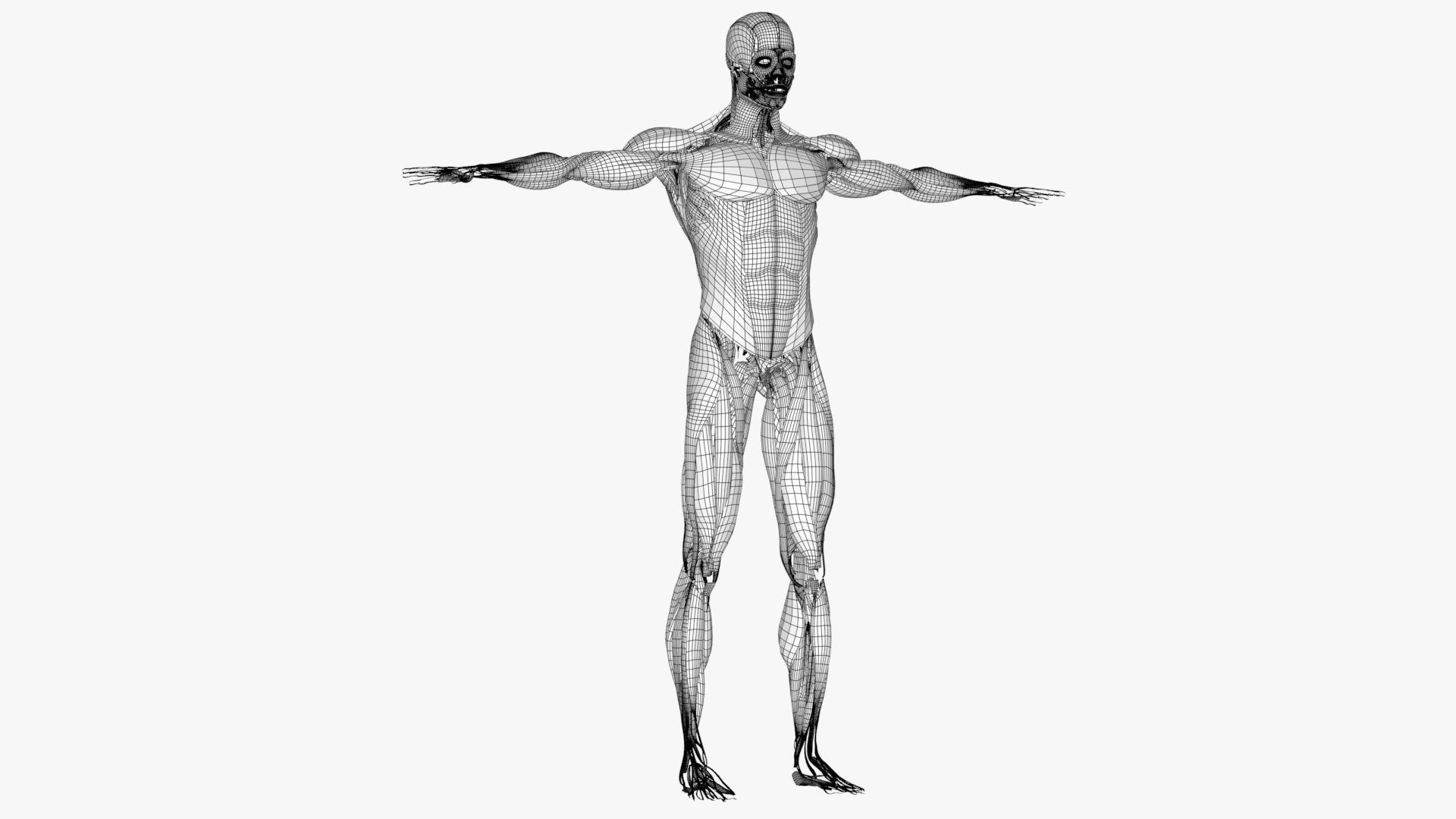 3D model Man Body For Medical Anatomy VR / AR / low-poly | CGTrader