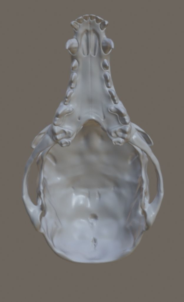 Wendigo skull 2022 version 3D model 3D printable | CGTrader