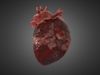 human heart mode 3D model | CGTrader