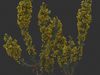 Gorse Plant 3D model | CGTrader