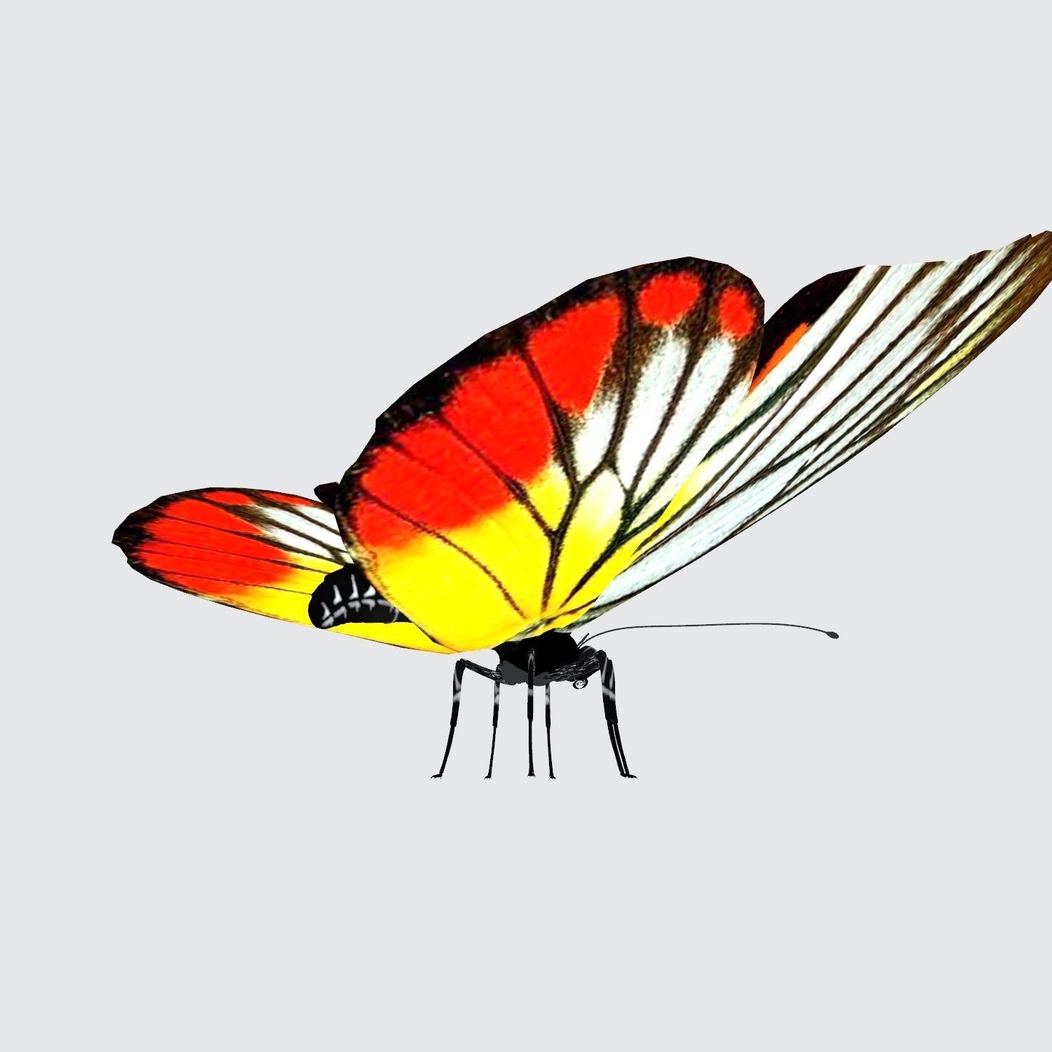 3D model Fluttering butterfly VR / AR / low-poly | CGTrader