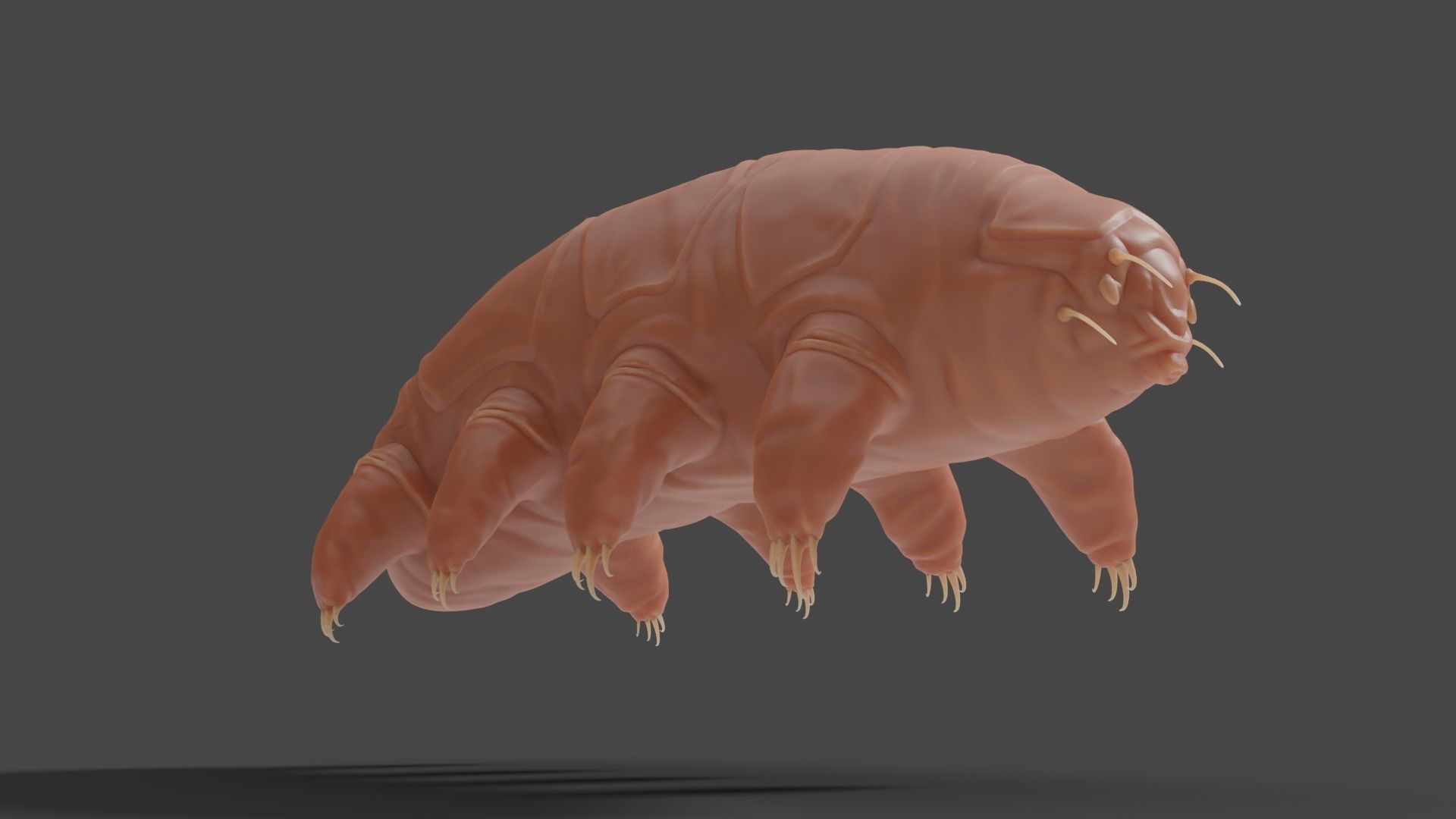 3D Tardigrade Sculpture Model 3D model | CGTrader