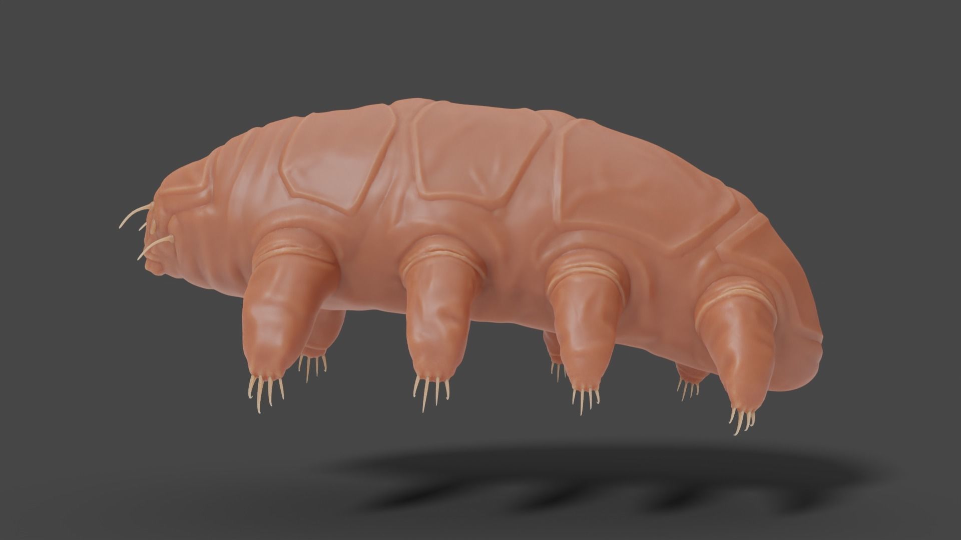 3D Tardigrade Sculpture Model 3D model | CGTrader