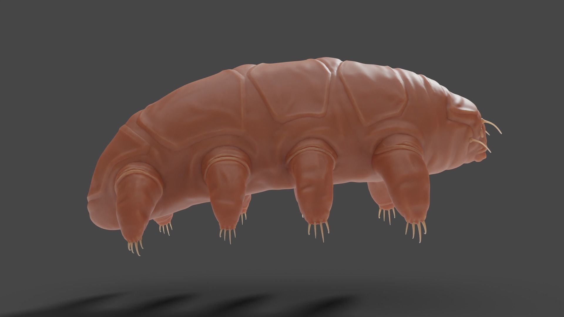 3D Tardigrade Sculpture Model 3D model | CGTrader