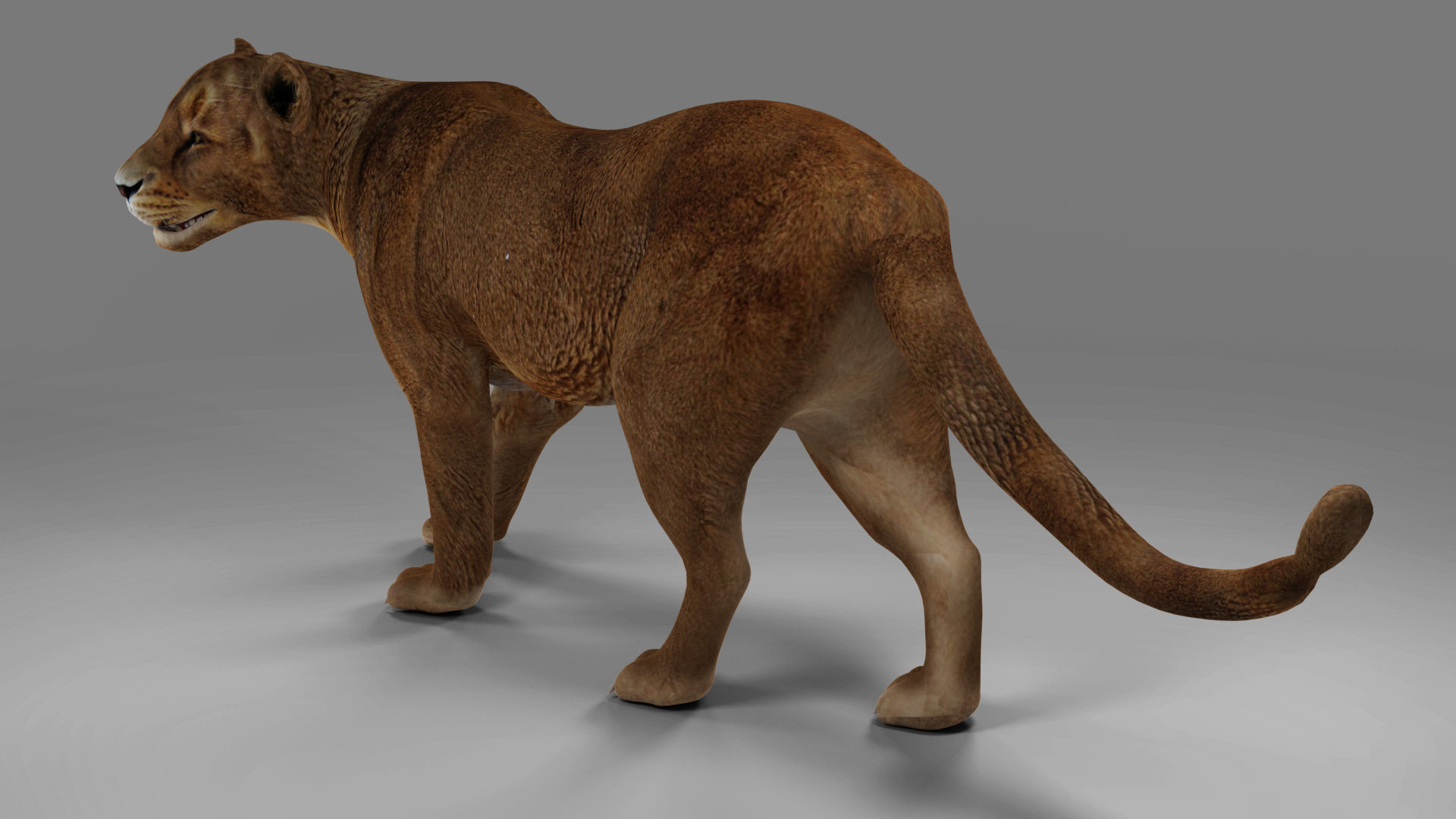 3D model Lioness Rigged and Animation V02 in Blender Unity VR / AR ...