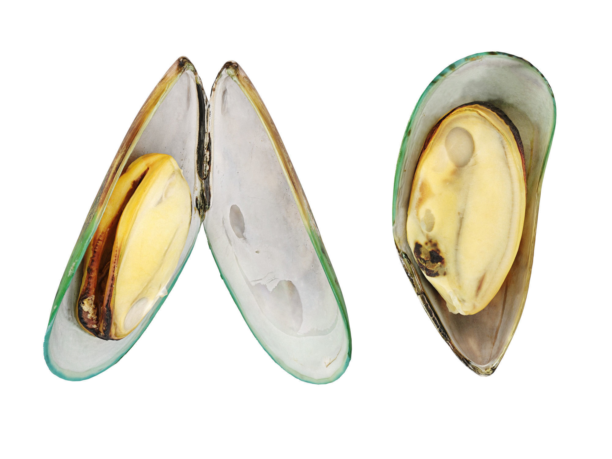 Mussel Green Shell 3D model | CGTrader