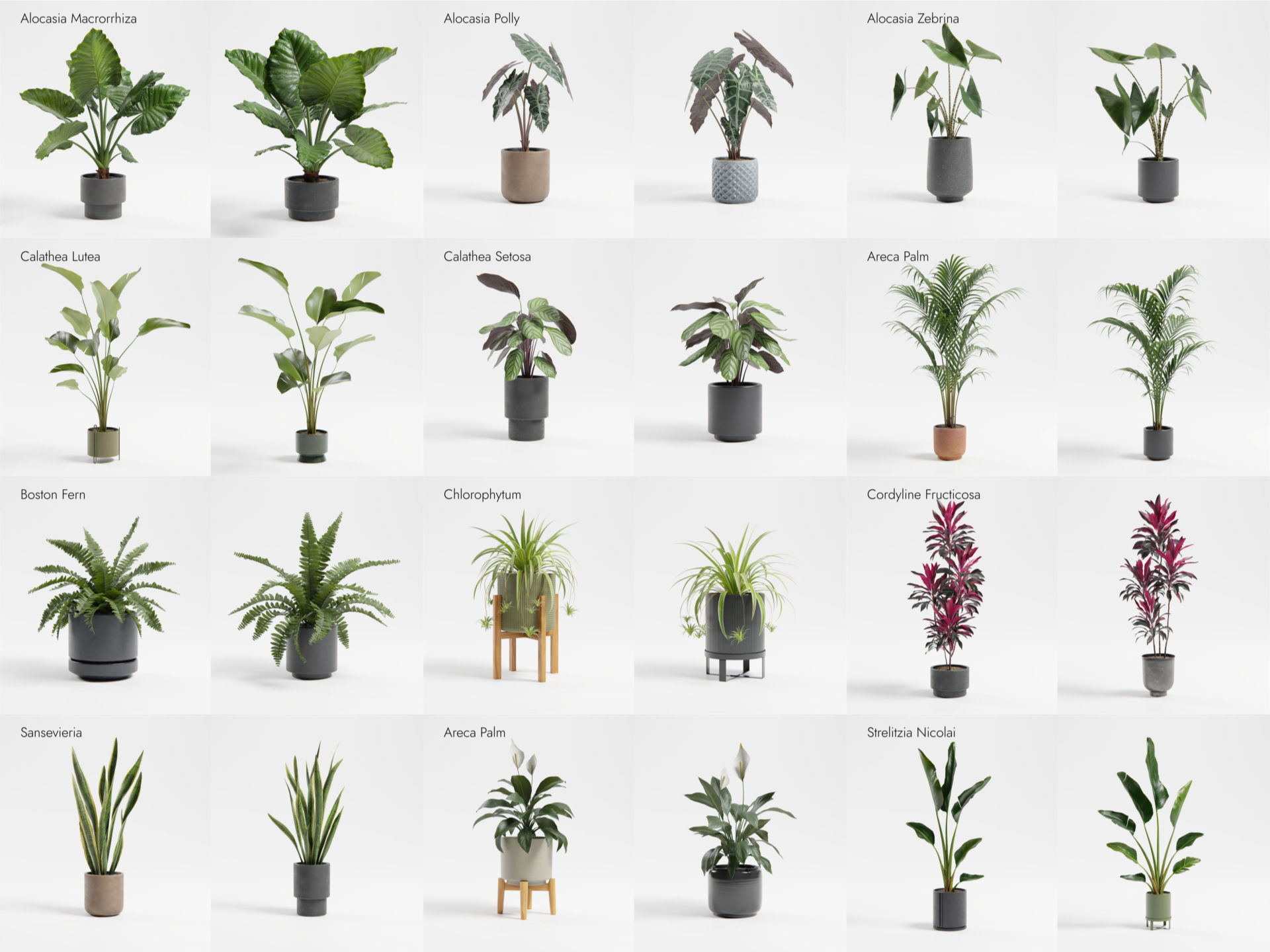 Plant Collection - 50 Models 3D model | CGTrader