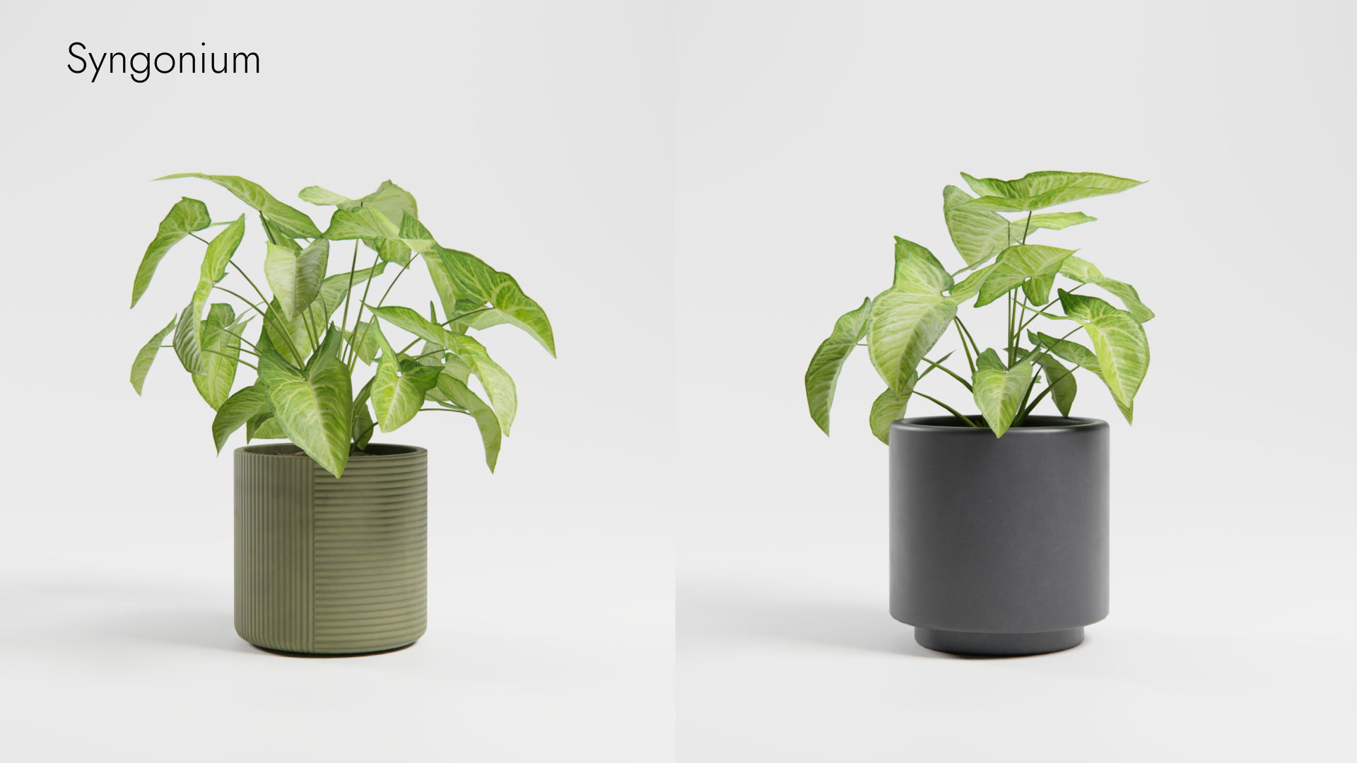 Plant Collection - 50 Models 3D model | CGTrader