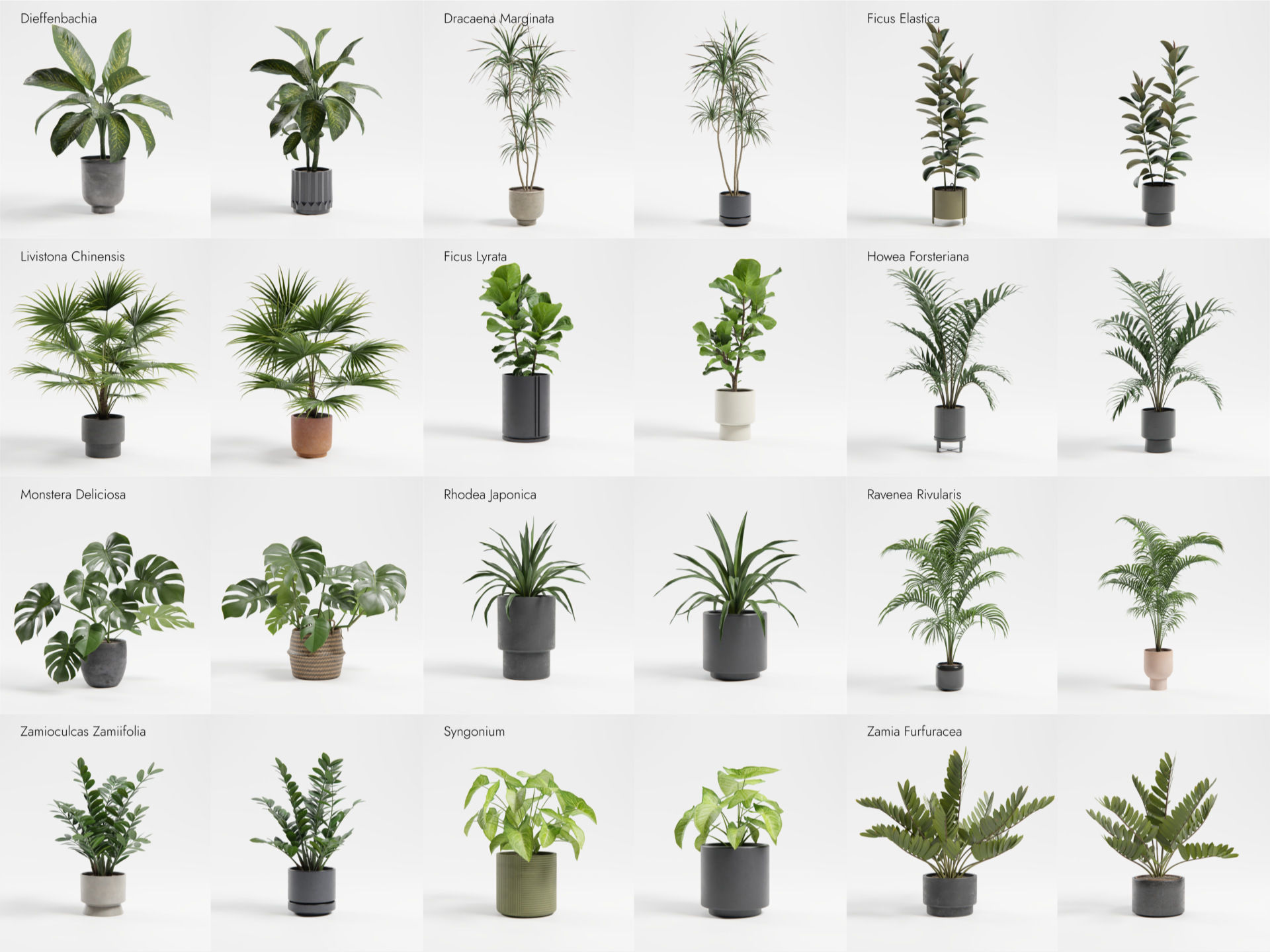 Plant Collection - 50 Models 3D model | CGTrader