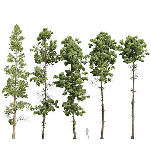 pine trees- 5 different trees 3D model | CGTrader