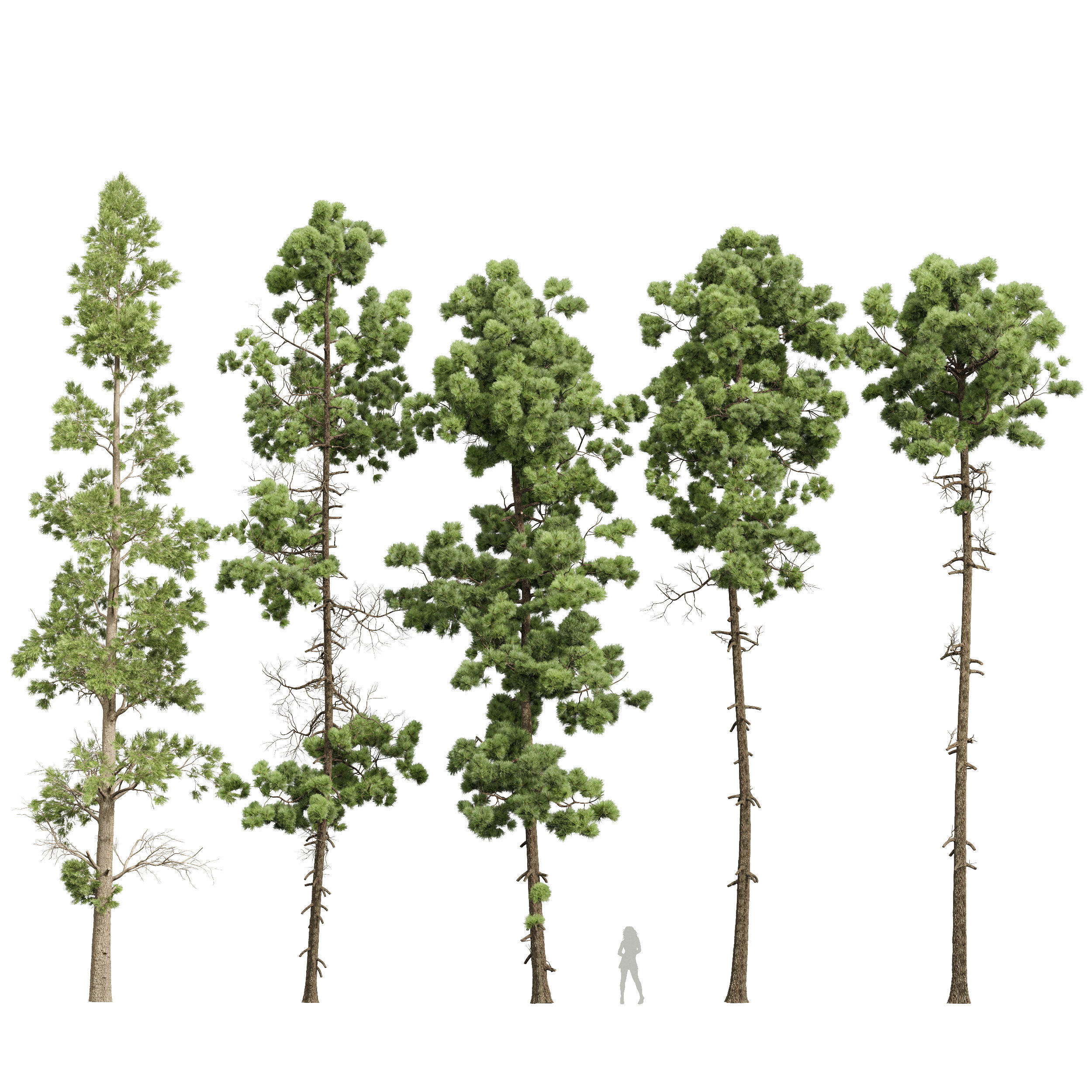 pine trees- 5 different trees 3D model | CGTrader