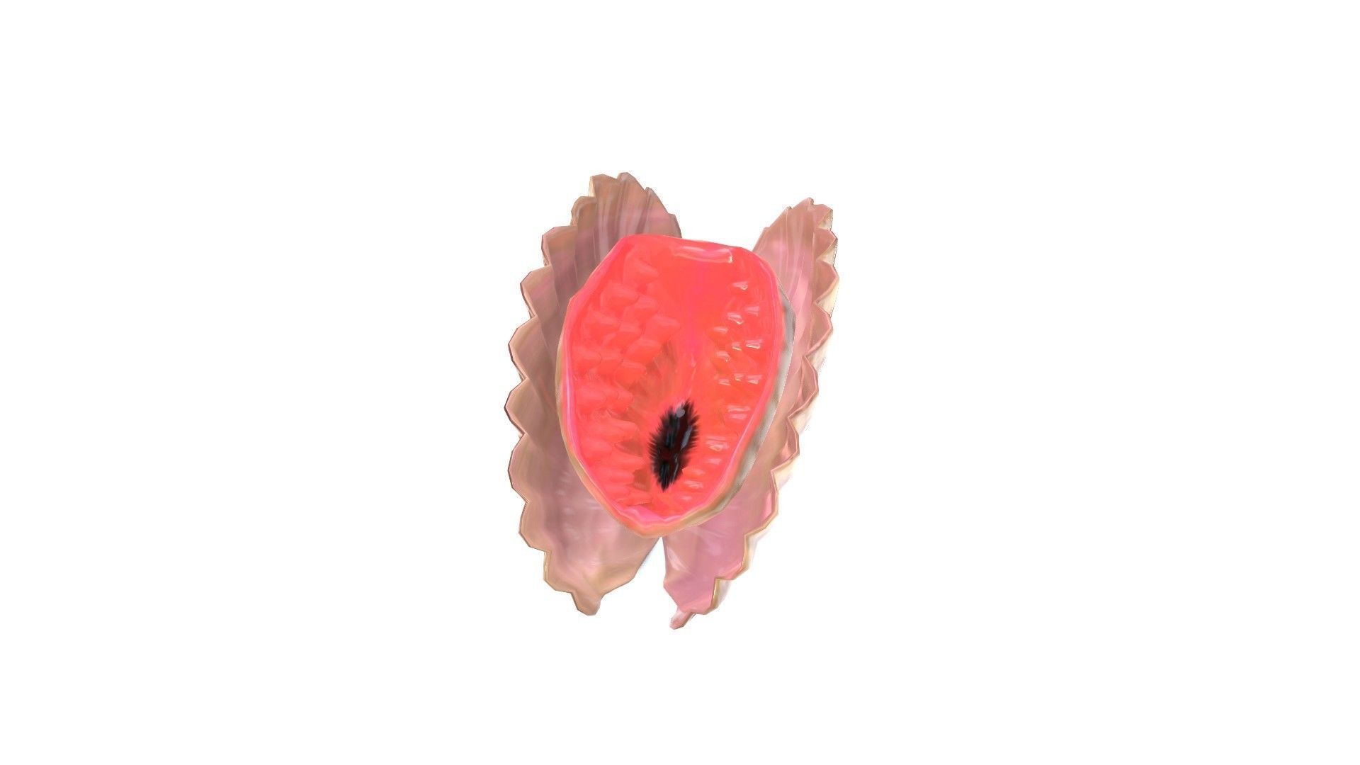 3D model seashell monster VR / AR / low-poly | CGTrader