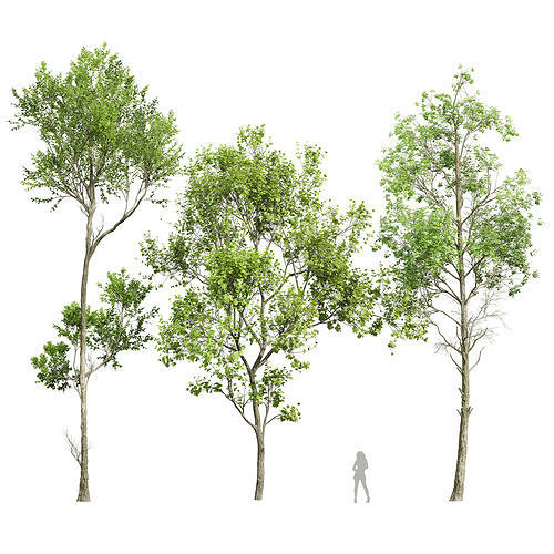 spring trees 2 3D model | CGTrader