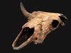 3D model Bull Cow Skull VR / AR / low-poly | CGTrader