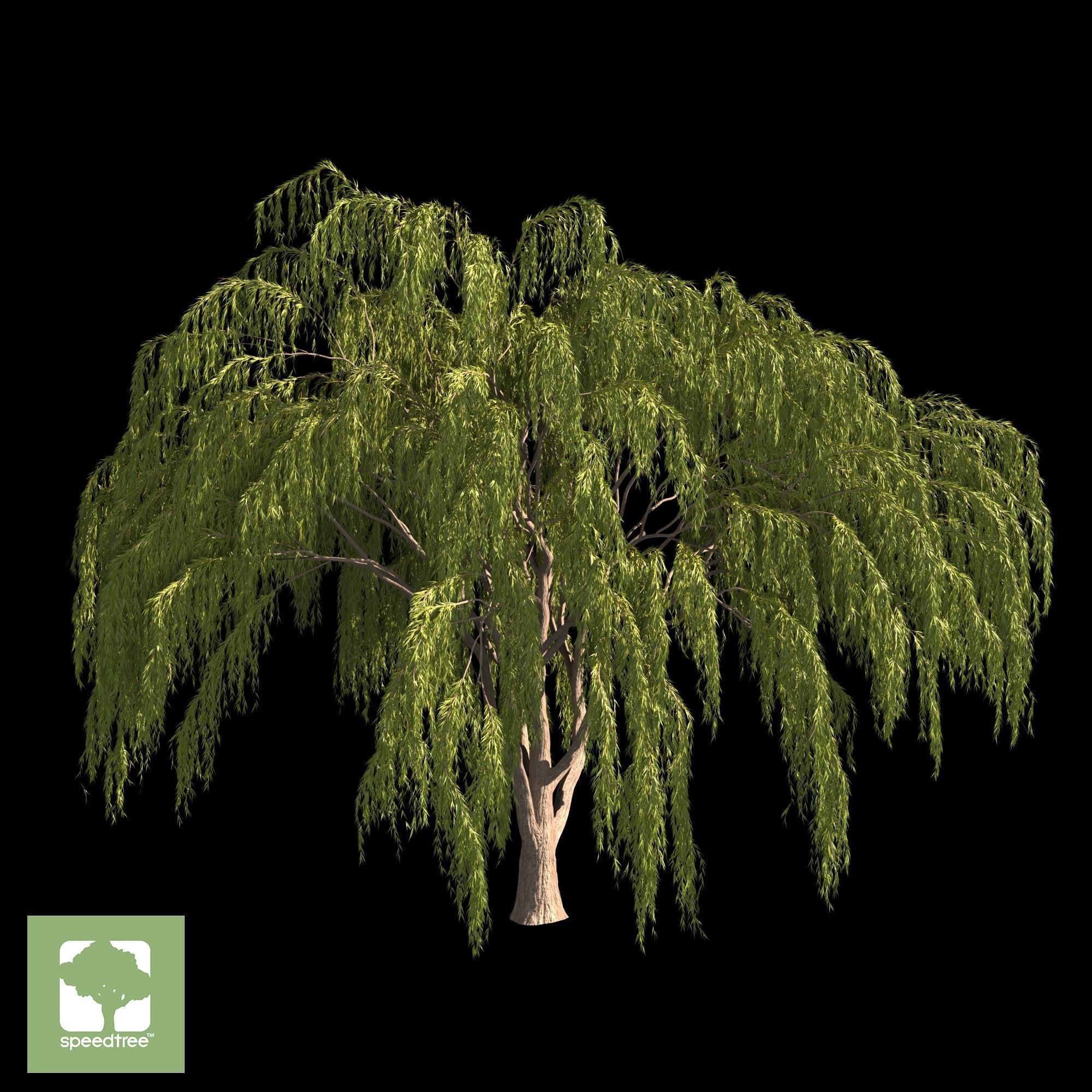 Babylonica Tree 3D model | CGTrader