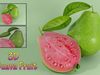 3D model Guava Fruit 3D VR / AR / low-poly | CGTrader