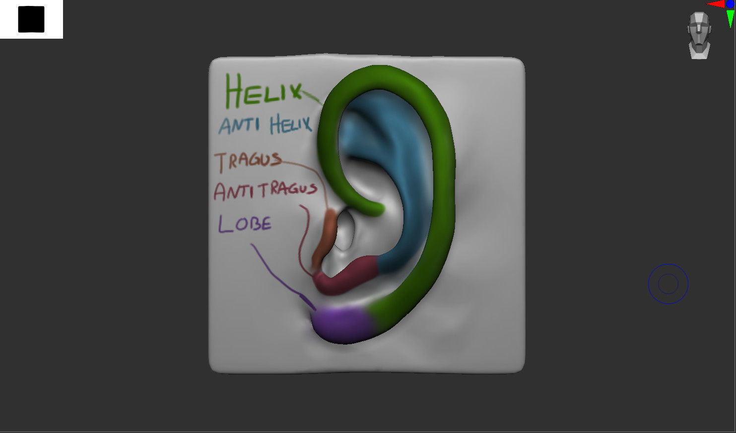 Anatomy Facial Features 3D model | CGTrader