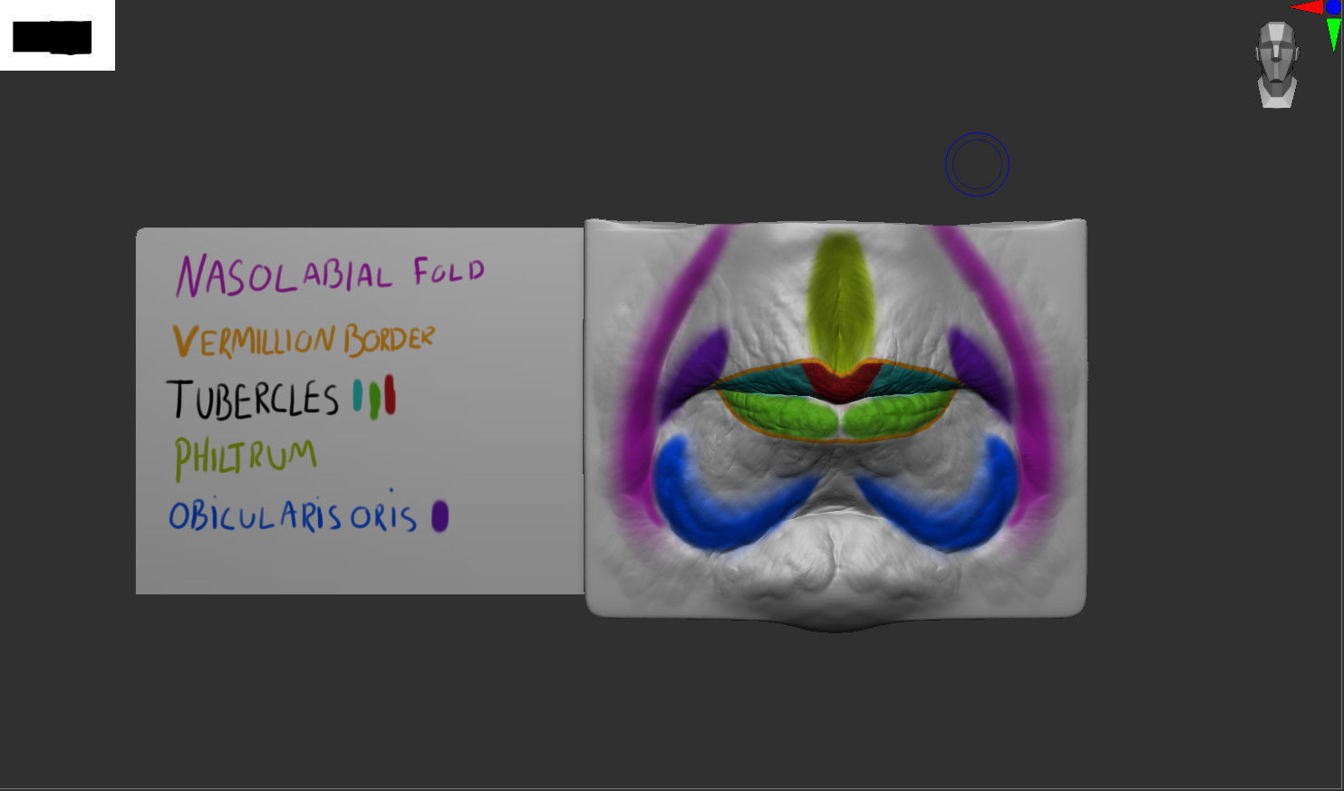 Anatomy Facial Features 3D model | CGTrader