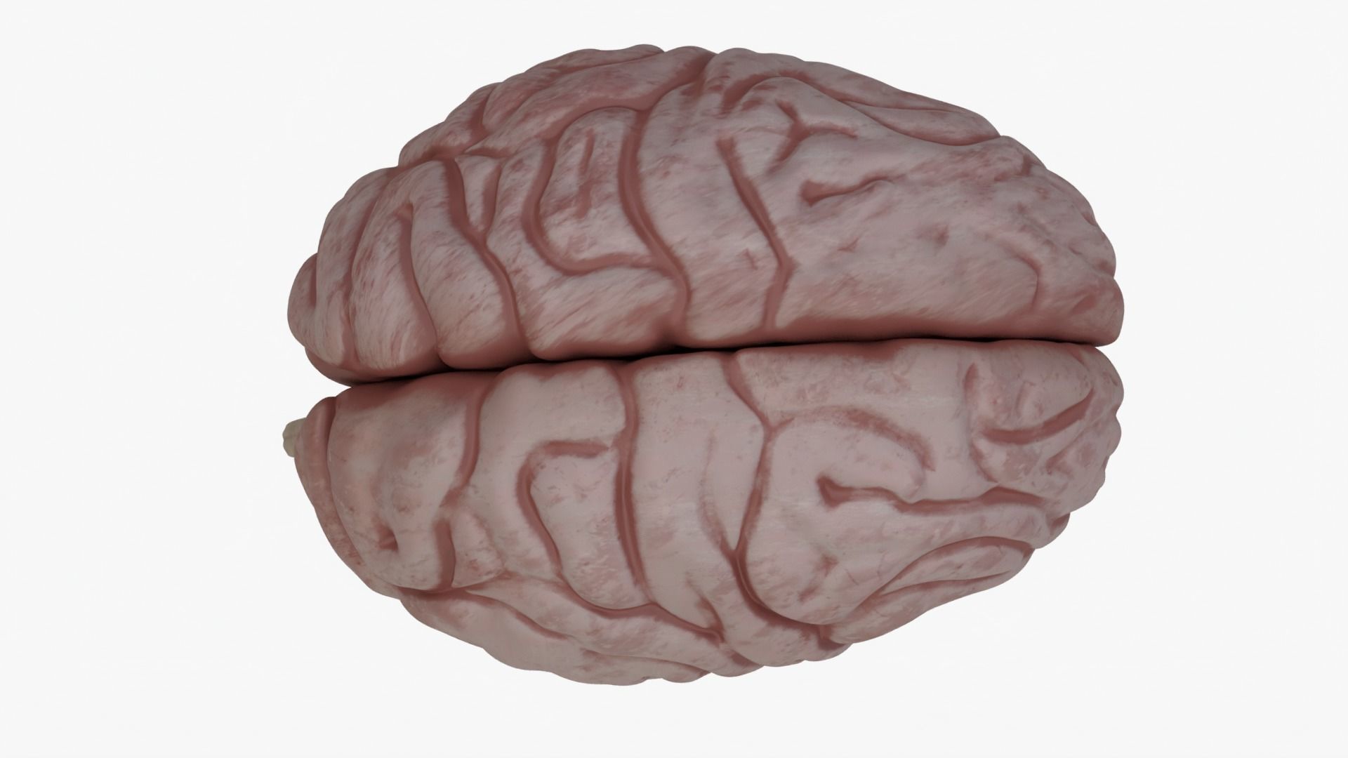 3D model 4K Realistic Brain VR / AR / low-poly | CGTrader