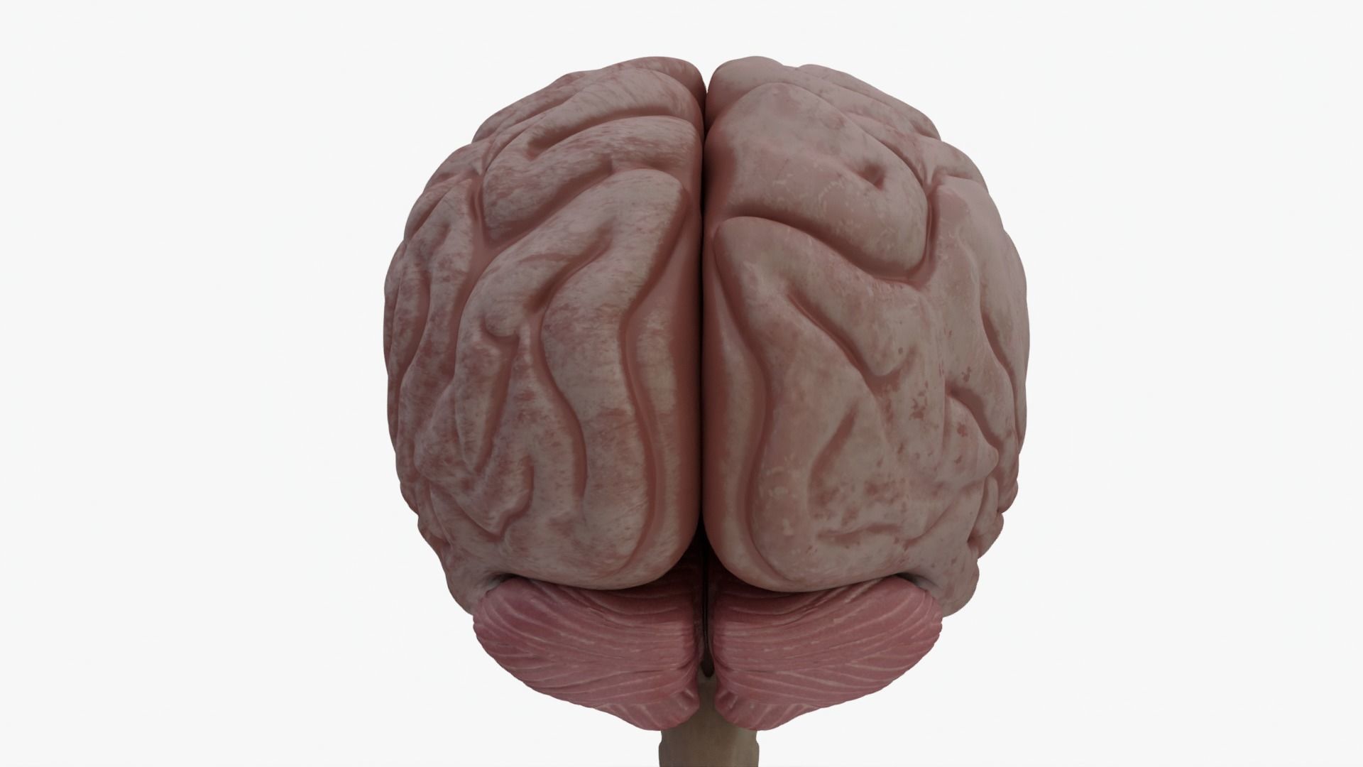 3D model 4K Realistic Brain VR / AR / low-poly | CGTrader