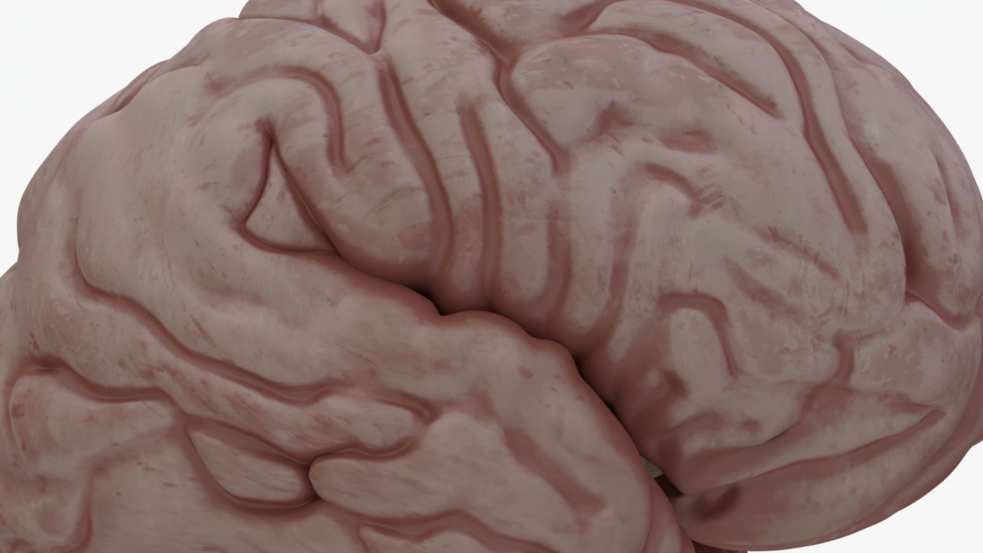 3D model 4K Realistic Brain VR / AR / low-poly | CGTrader