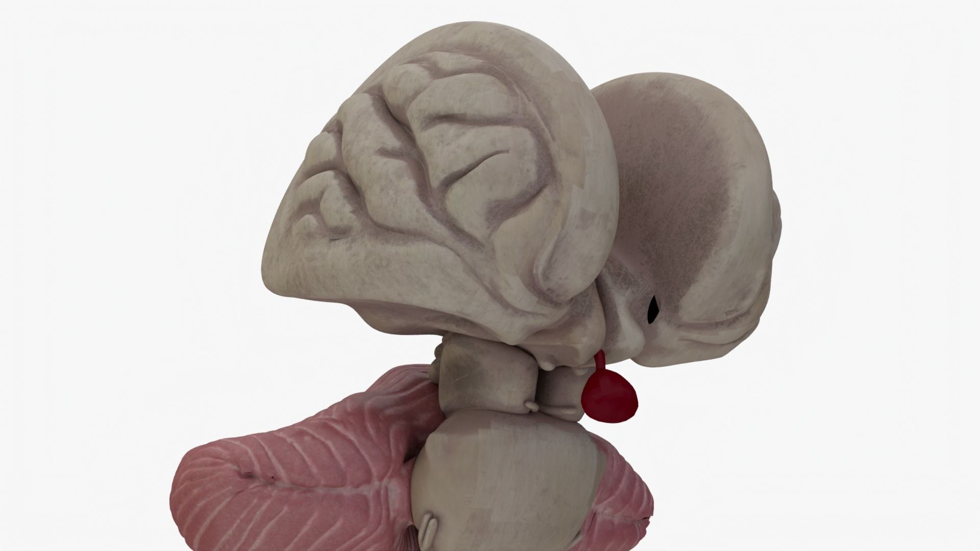 3D model 4K Realistic Brain and Brain Stem VR / AR / low-poly | CGTrader