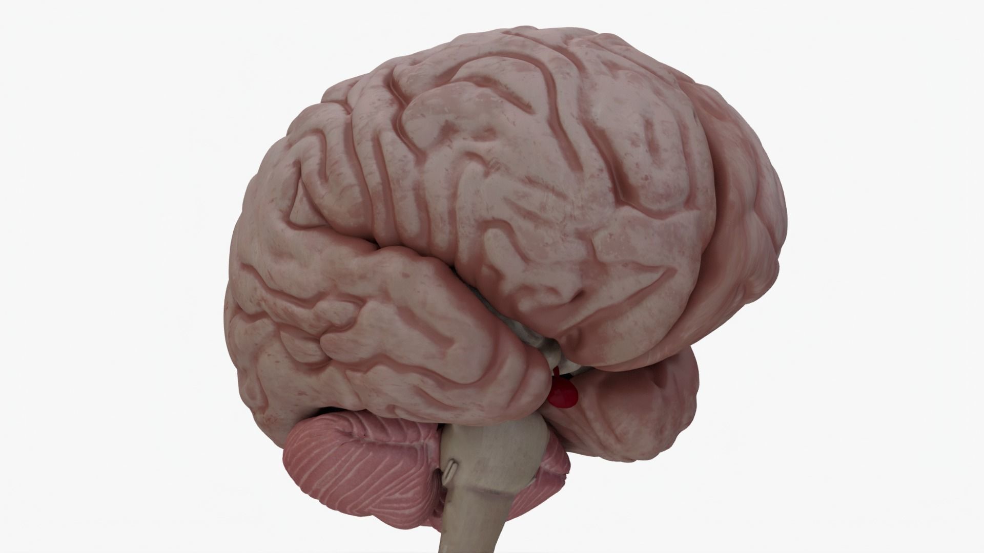 3D model 4K Realistic Brain and Brain Stem VR / AR / low-poly | CGTrader