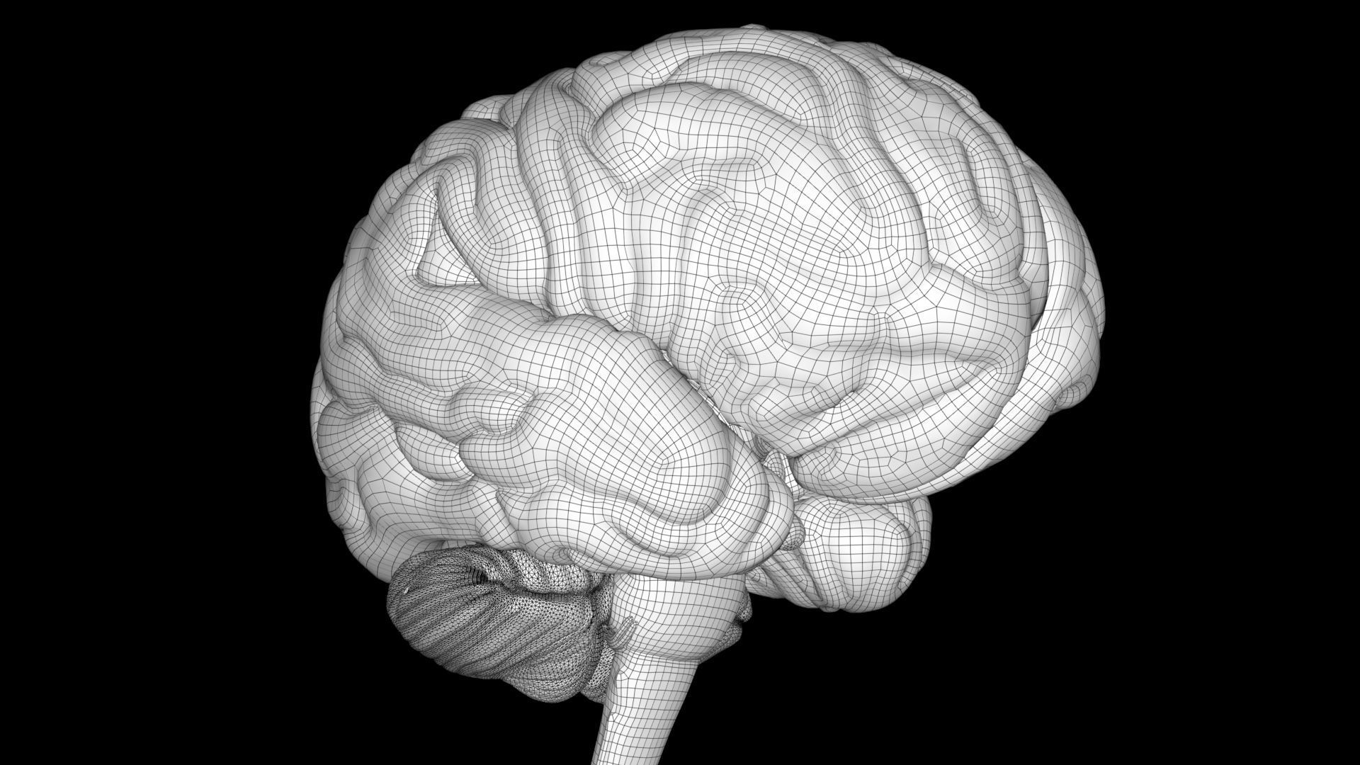 3D model 4K Realistic Brain and Brain Stem VR / AR / low-poly | CGTrader