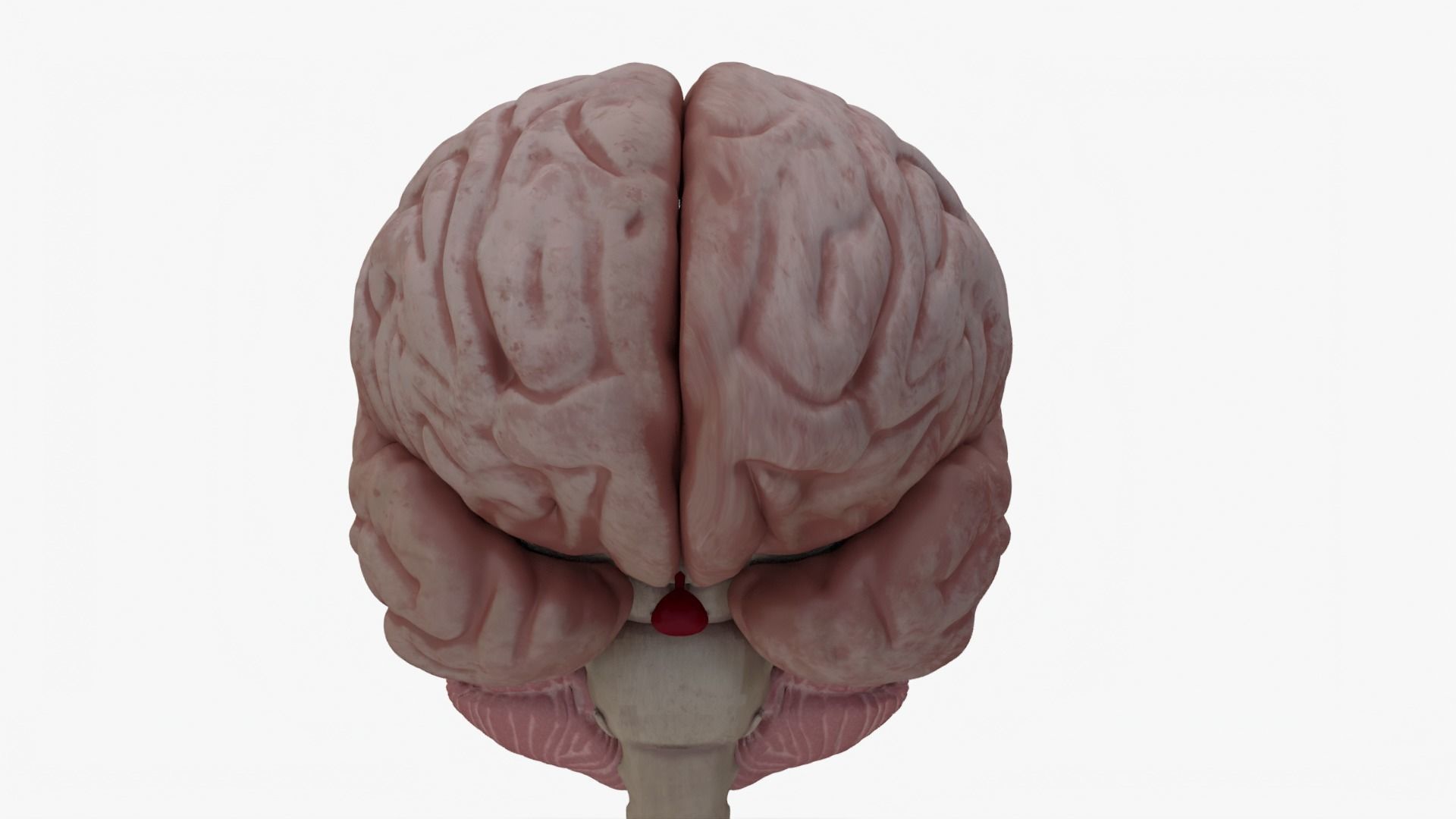3D model 4K Realistic Brain and Brain Stem VR / AR / low-poly | CGTrader