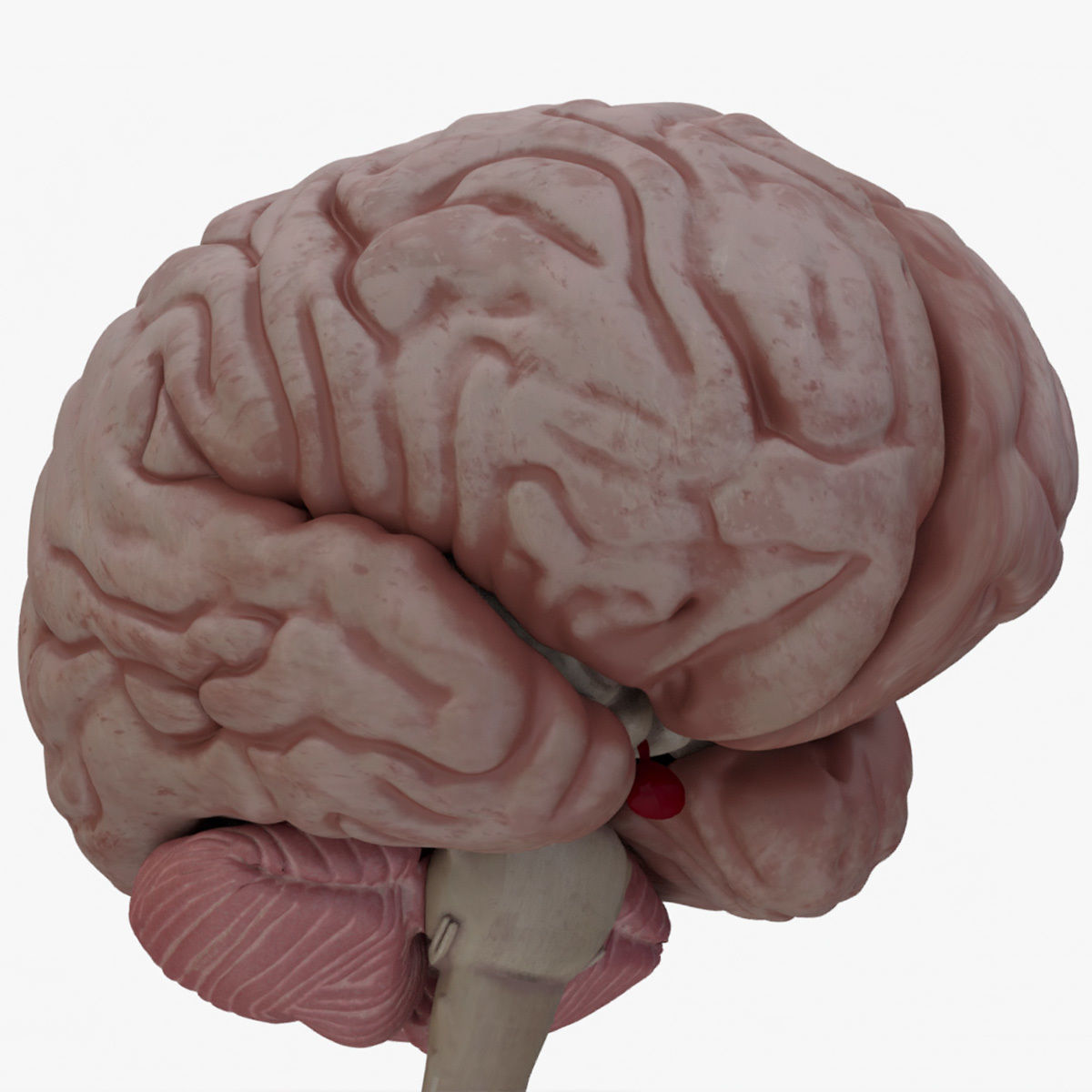 3D model 4K Realistic Brain and Brain Stem VR / AR / low-poly | CGTrader