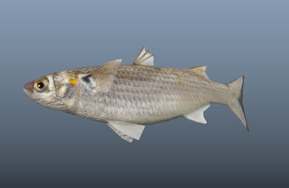 3D model White Mullet VR / AR / low-poly | CGTrader