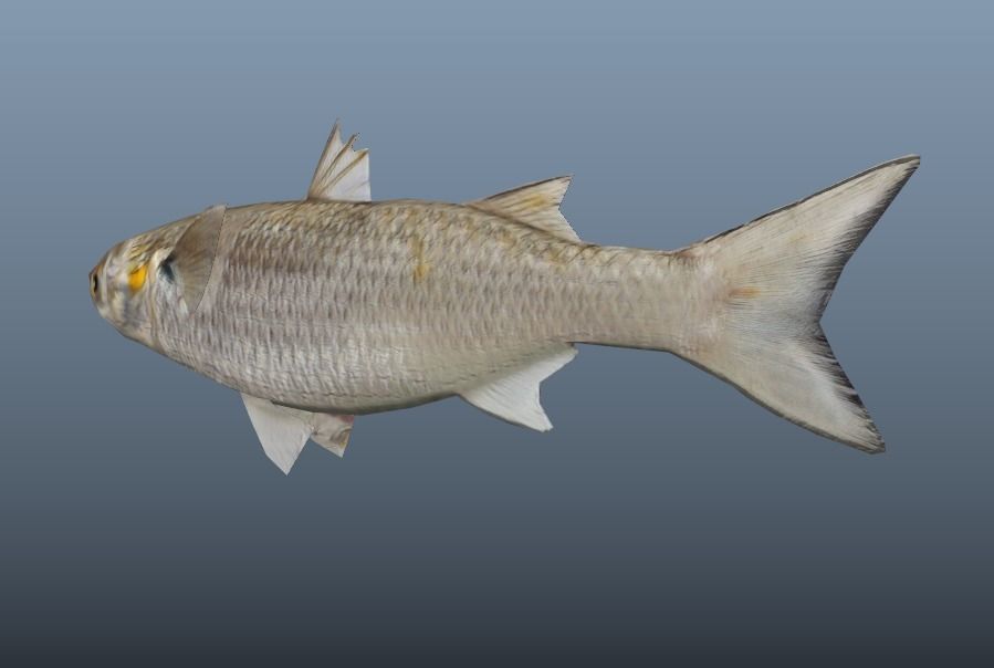 3D model White Mullet VR / AR / low-poly | CGTrader