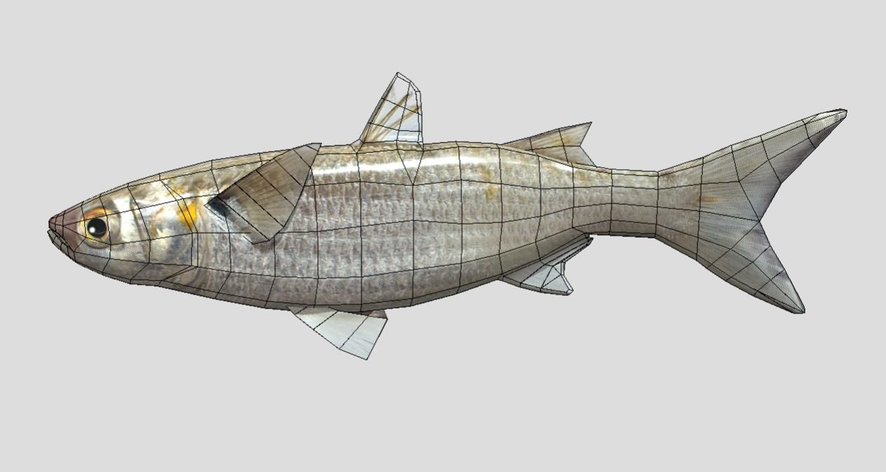 3D model White Mullet VR / AR / low-poly | CGTrader