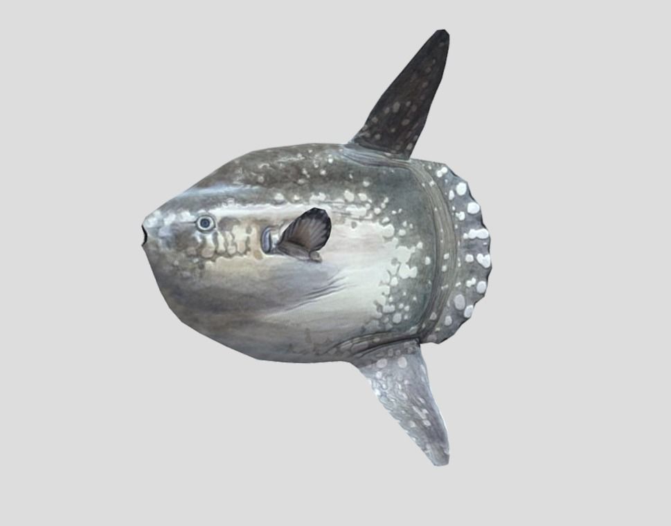 3D model Sunfish VR / AR / low-poly | CGTrader