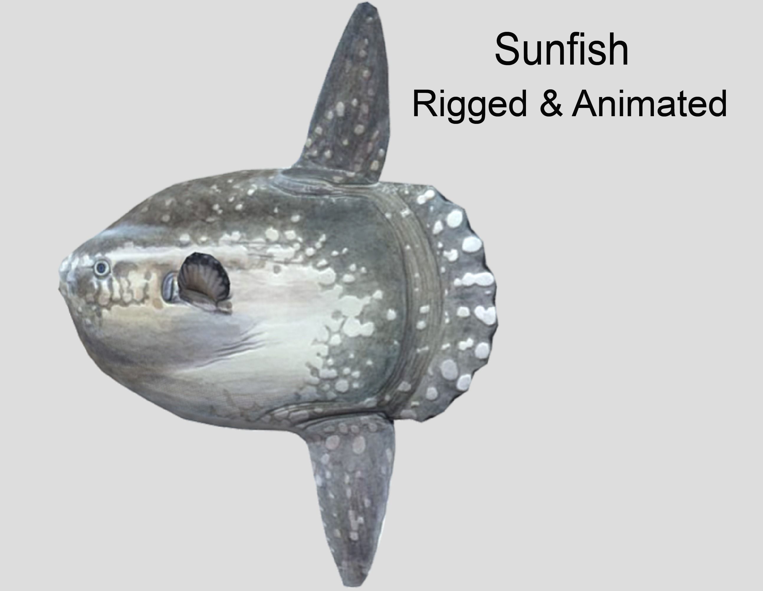3D model Sunfish VR / AR / low-poly | CGTrader