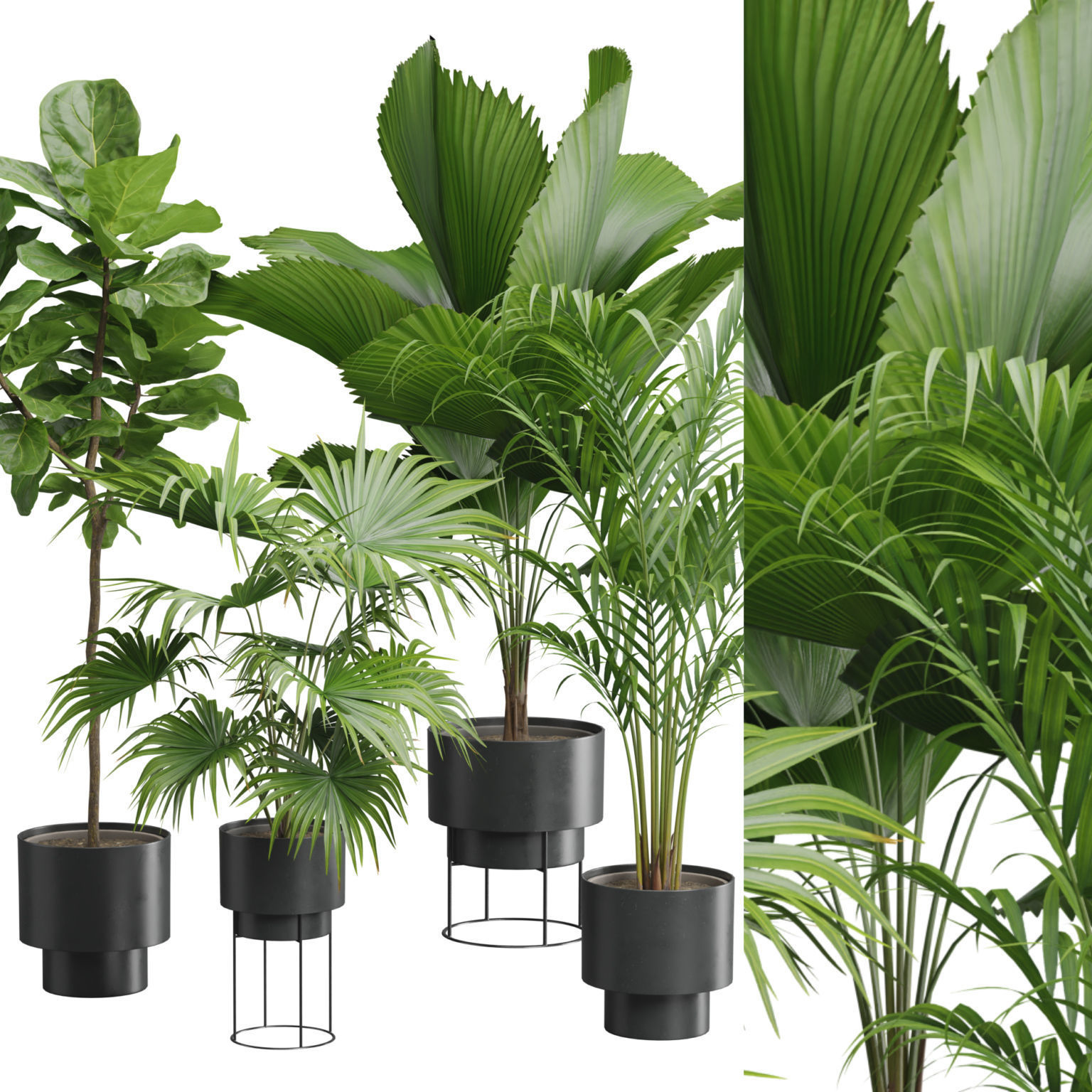 Indoor Plants Pack 53 3D model | CGTrader