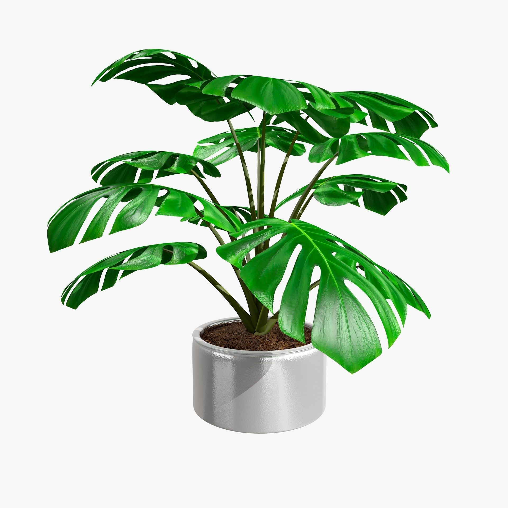 3D model Interior Tropical Plants Monstera Deliciosa Alocasia Low-poly ...