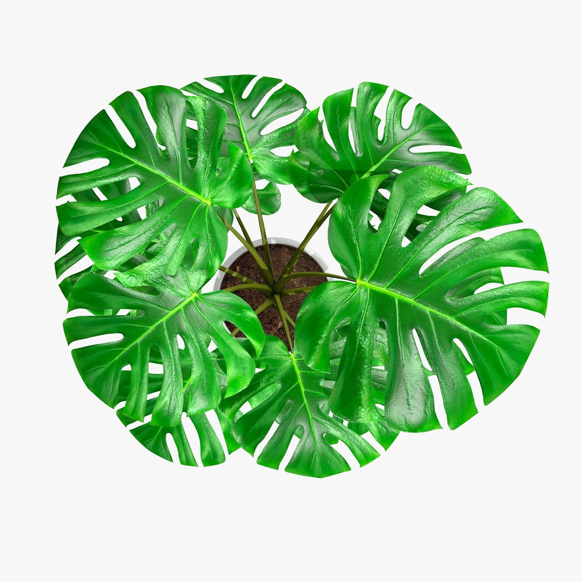 3D model Interior Tropical Plants Monstera Deliciosa Alocasia Low-poly ...