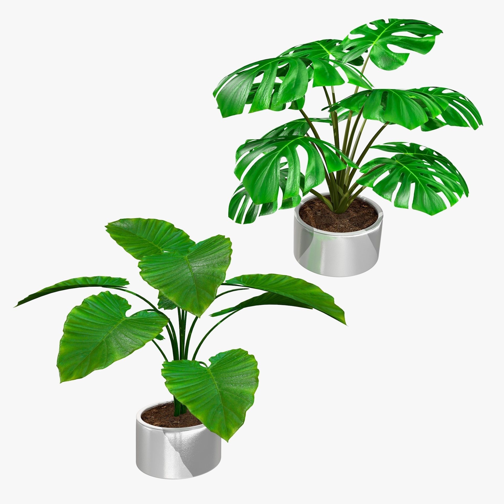 3D model Interior Tropical Plants Monstera Deliciosa Alocasia Low-poly ...