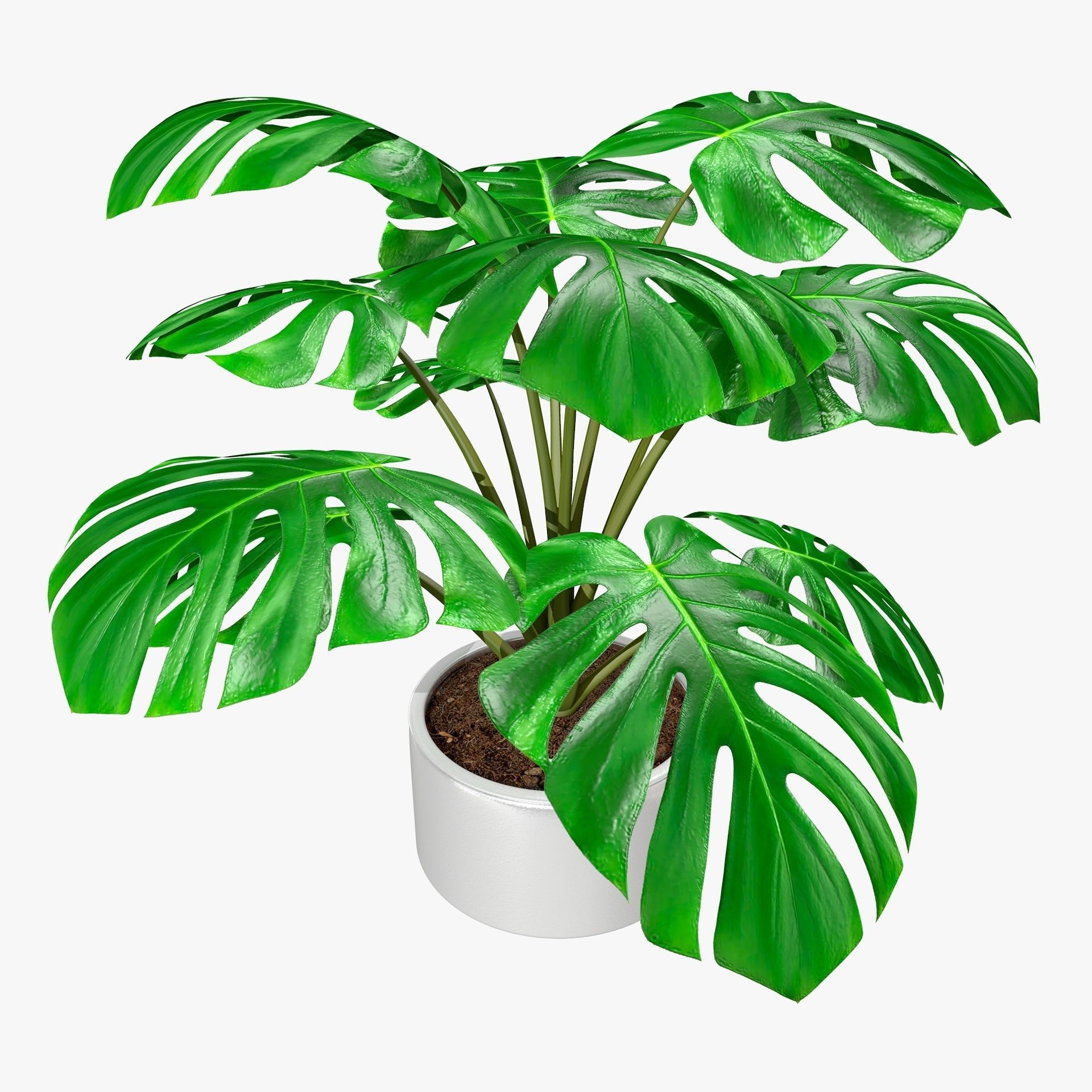 3D model Interior Tropical Plants Monstera Deliciosa Alocasia Low-poly ...