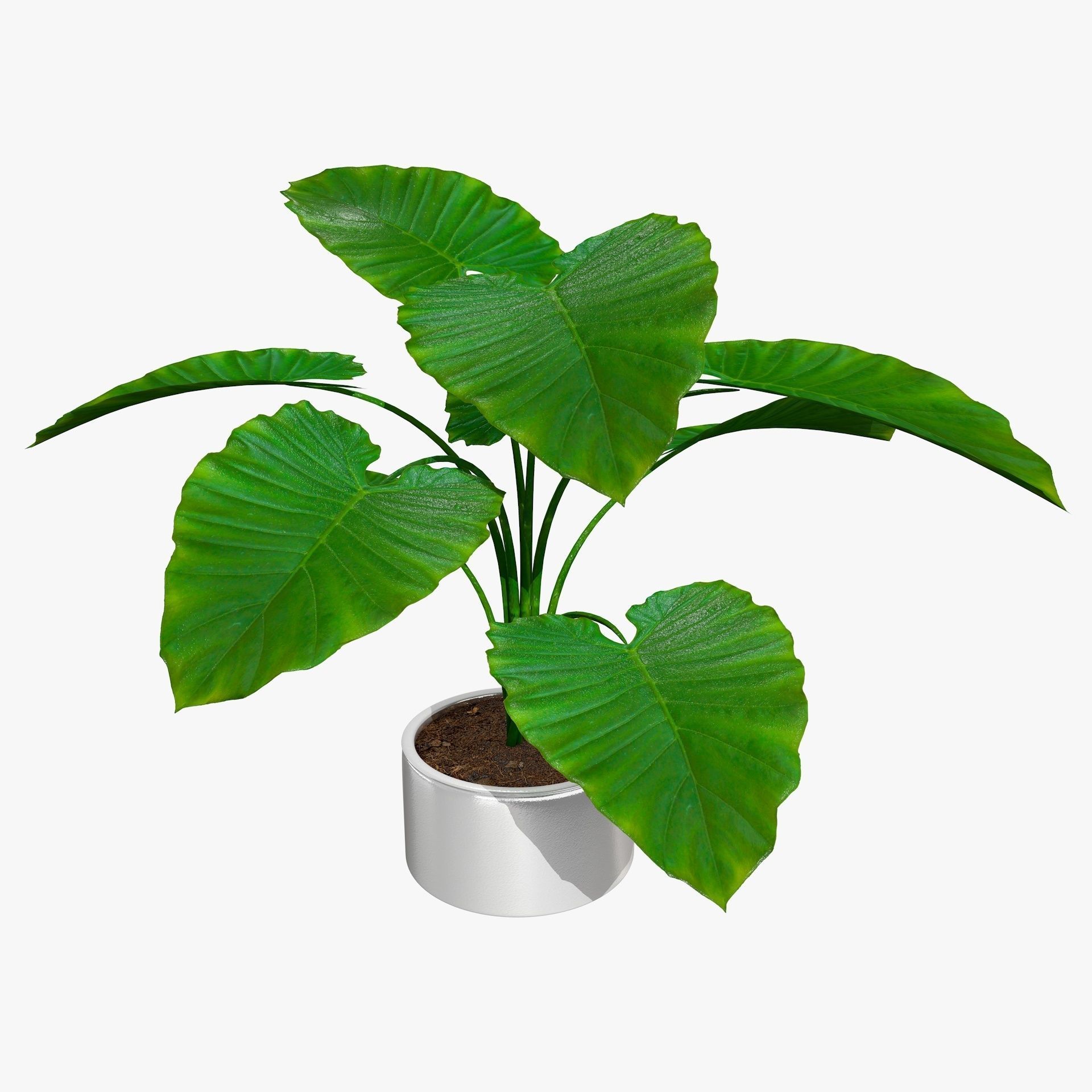 3D model Interior Tropical Plants Monstera Deliciosa Alocasia Low-poly ...