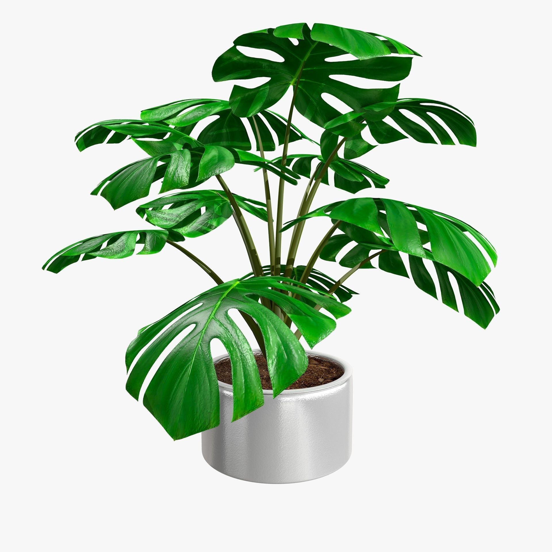 3D model Interior Tropical Plants Monstera Deliciosa Alocasia Low-poly ...
